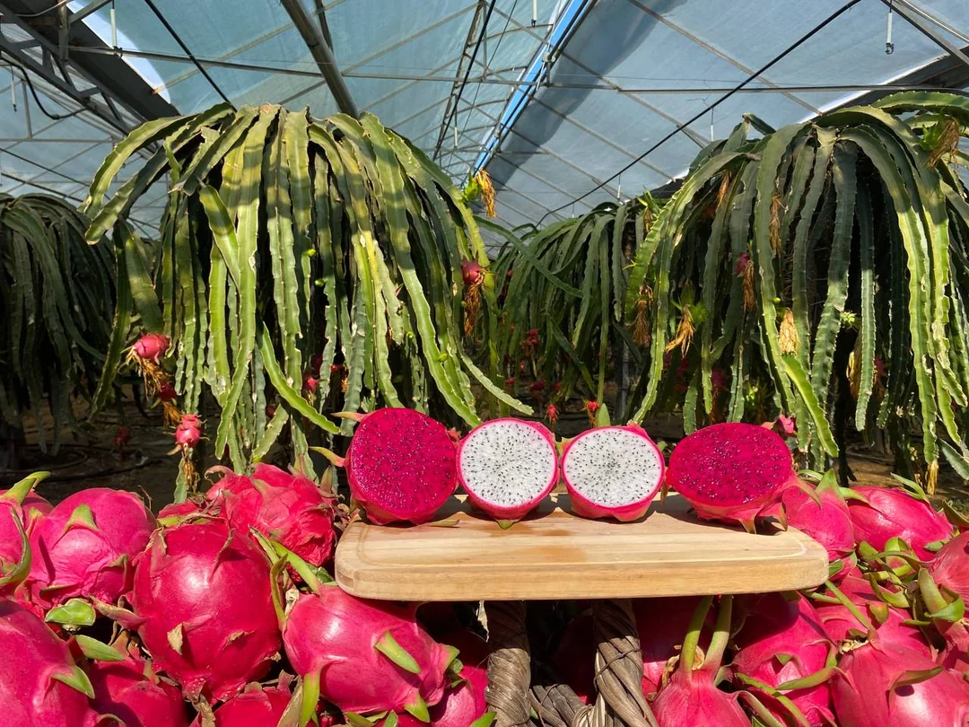 Ejder Meyvesi Hasatı I Ejder Meyvesi Alanya