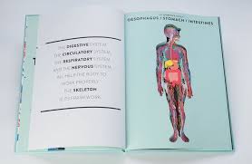 Anatomy A Cutaway Look Inside the Human Body by Hélène Druvert