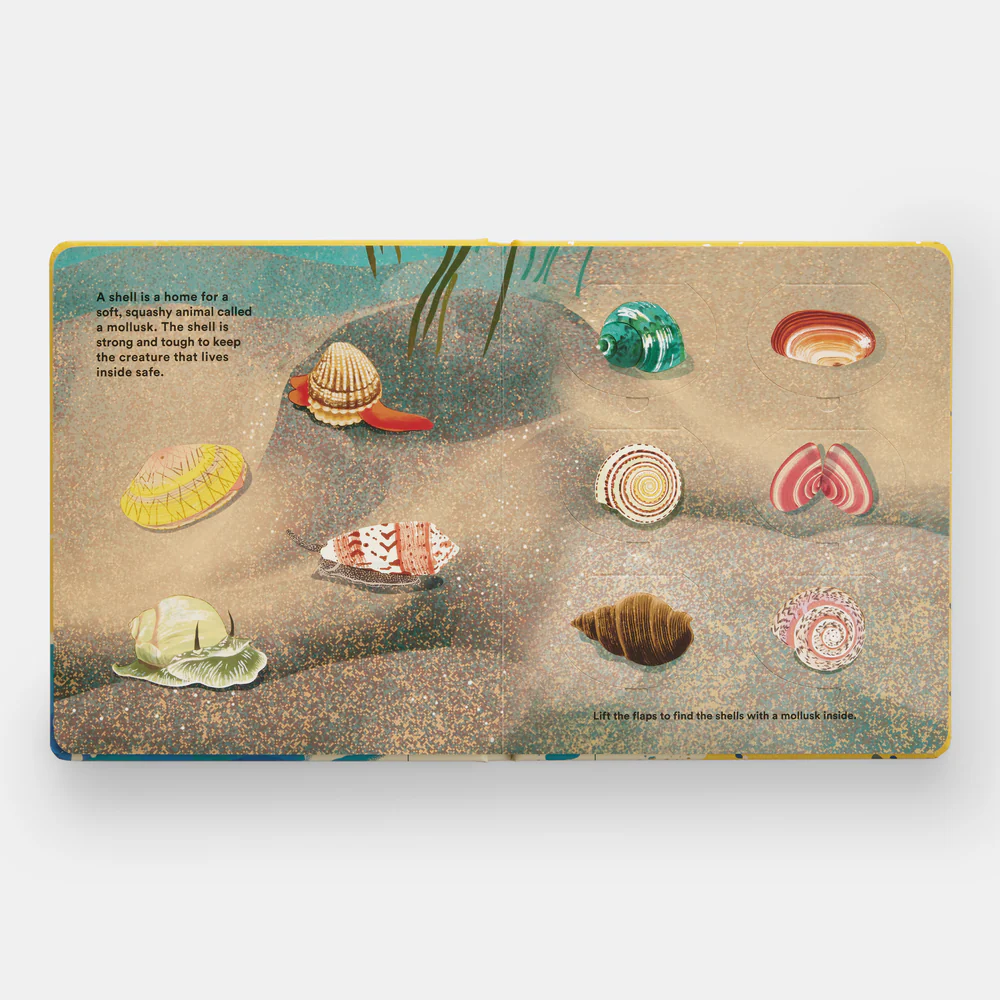 Shells... and what they hide inside: A Lift-the-Flap Adventure by Helen ...