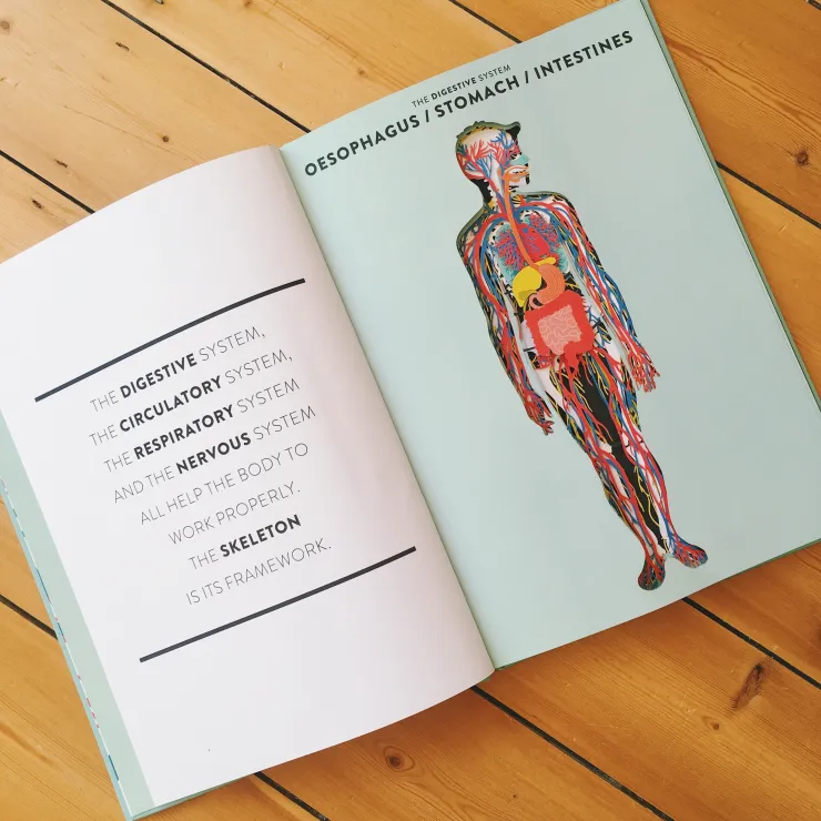 Anatomy A Cutaway Look Inside the Human Body by Hélène Druvert