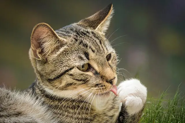 BorLock Kedi Kumu Koku Giderici Etkisi