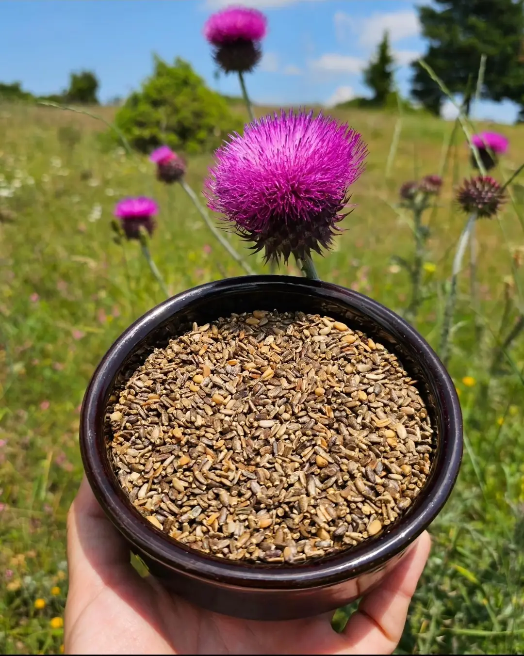 Yerli Devedikeni Tohumu