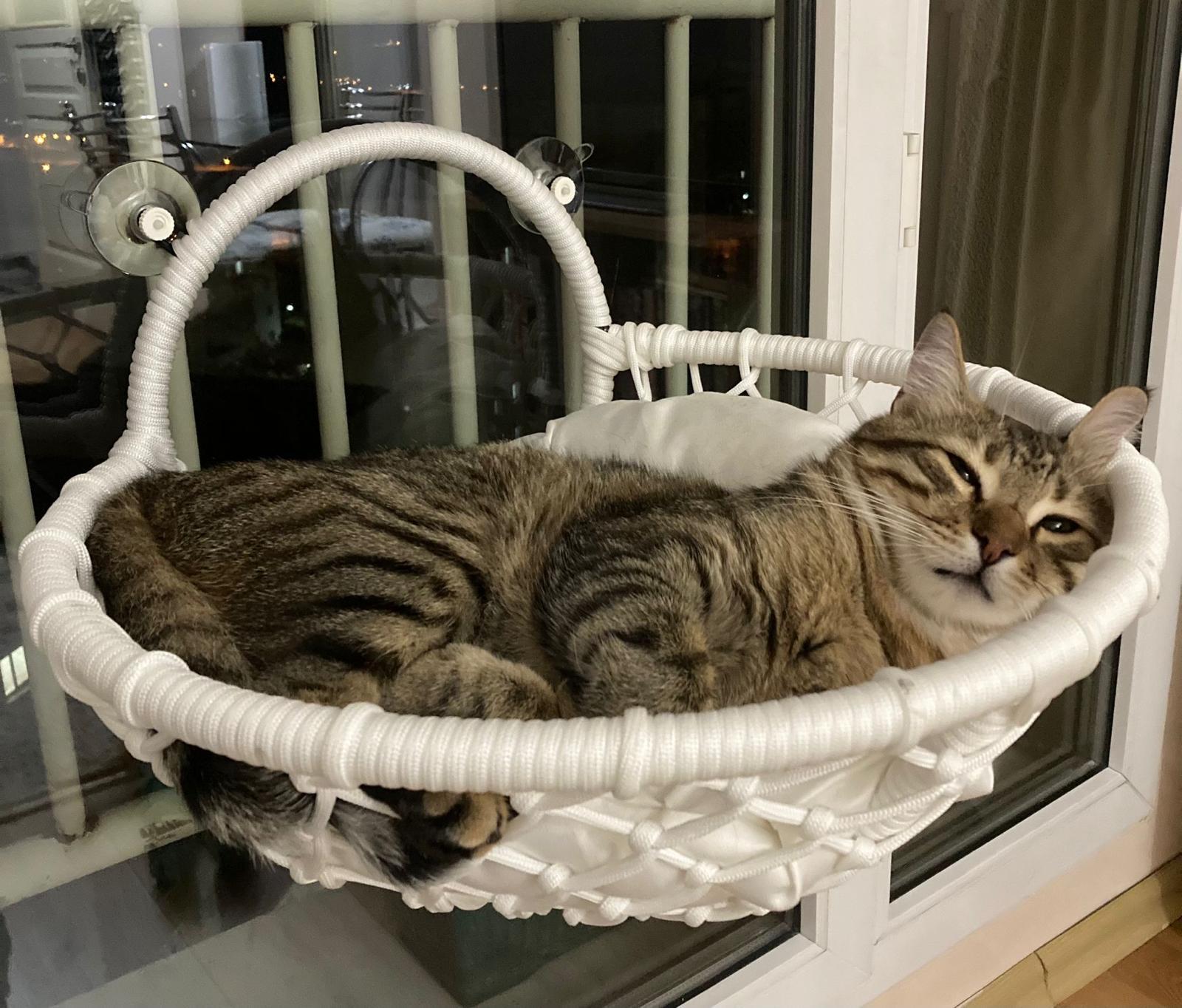 Lepus Cam Güzeli Vantuzlu Kedi ve Küçük Irk Köpek Yatağı