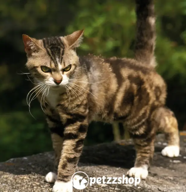 American Wirehair Kedisi Özellikleri ve Bakımı