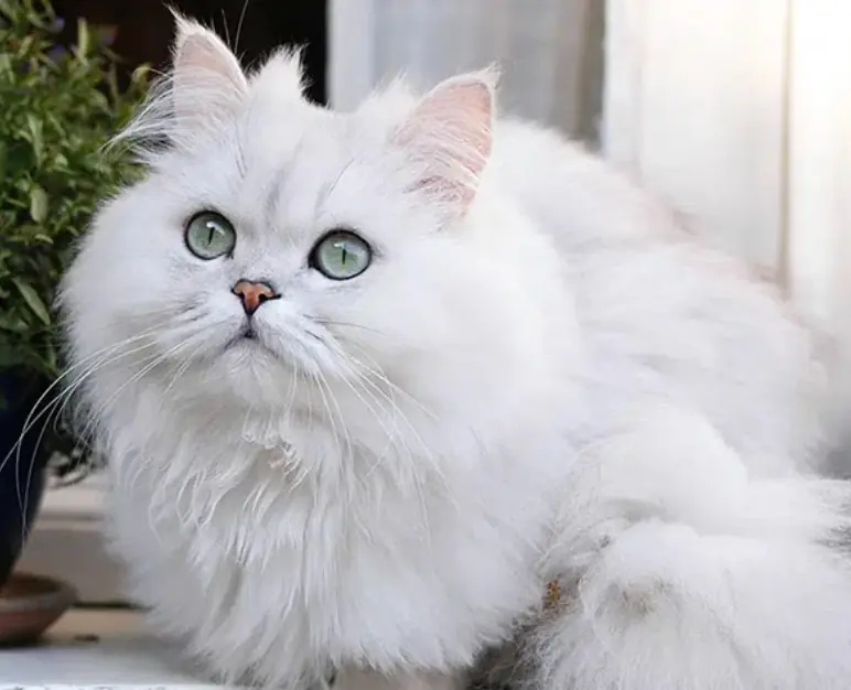 Chinchilla Kedisi Özellikleri ve Bakımı