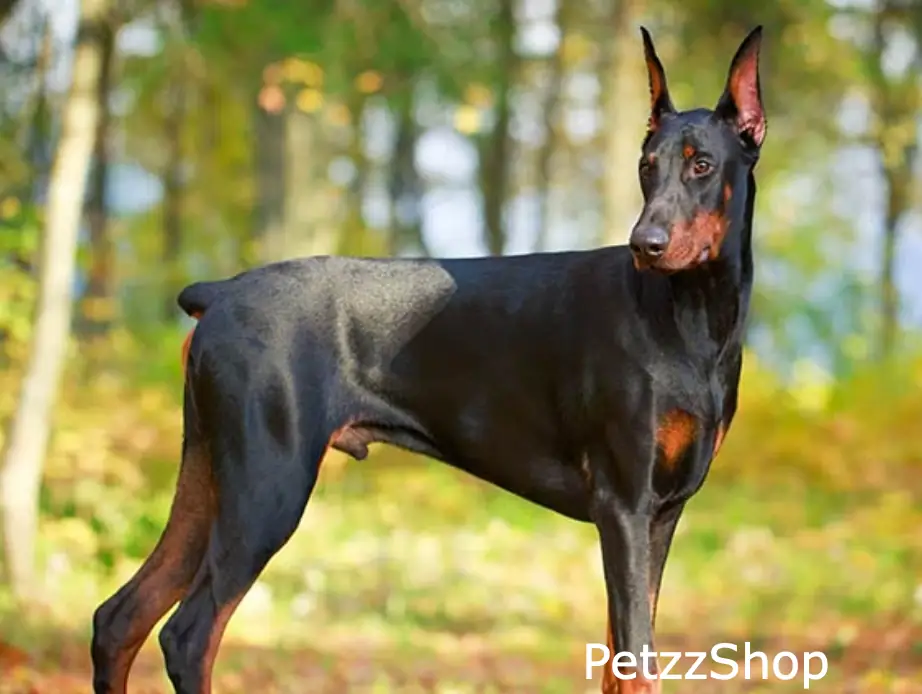 En Zeki Köpek Cinsleri