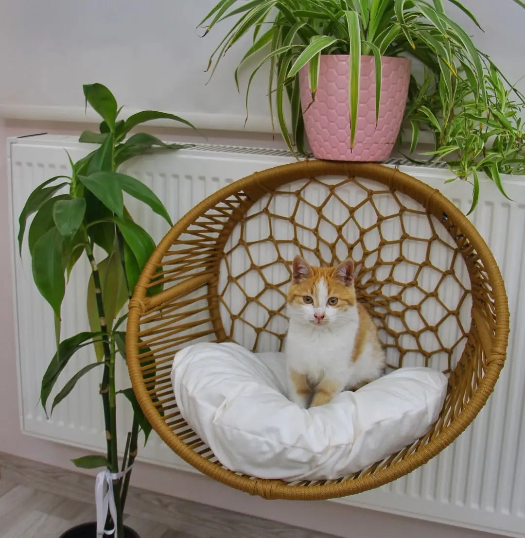 Lepus Olips Model Asmalı Petek Kedi ve Küçük Irk Köpek Yatağı