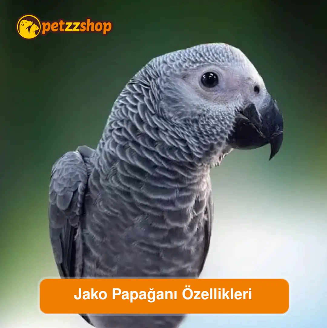Jako Papağanı Özellikleri, Bakımı ve Beslenmesi