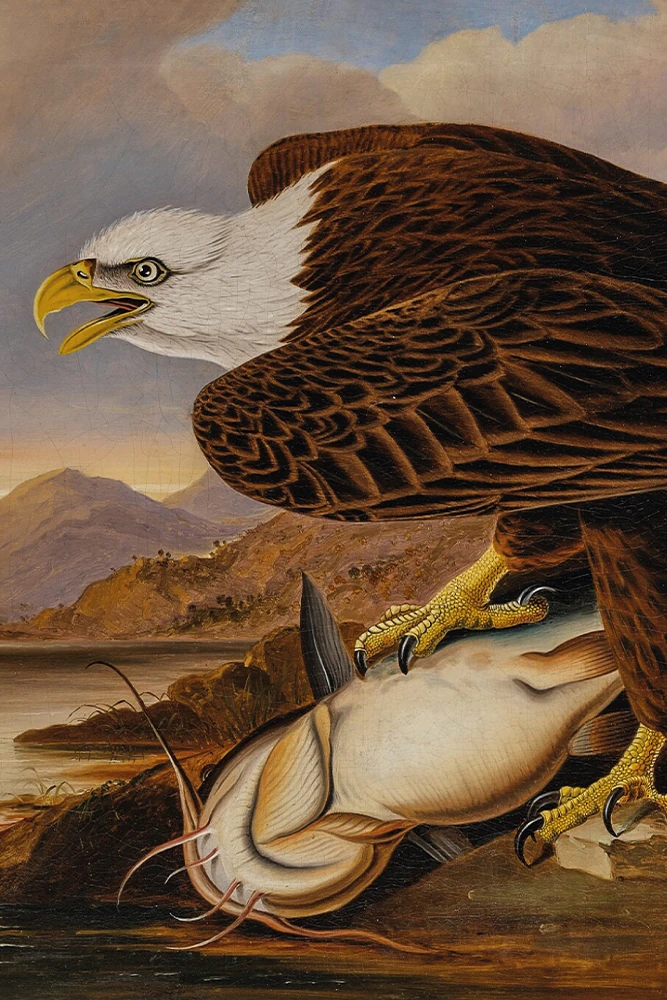 John James Audubon - Beyaz Başlı Kartal Poster