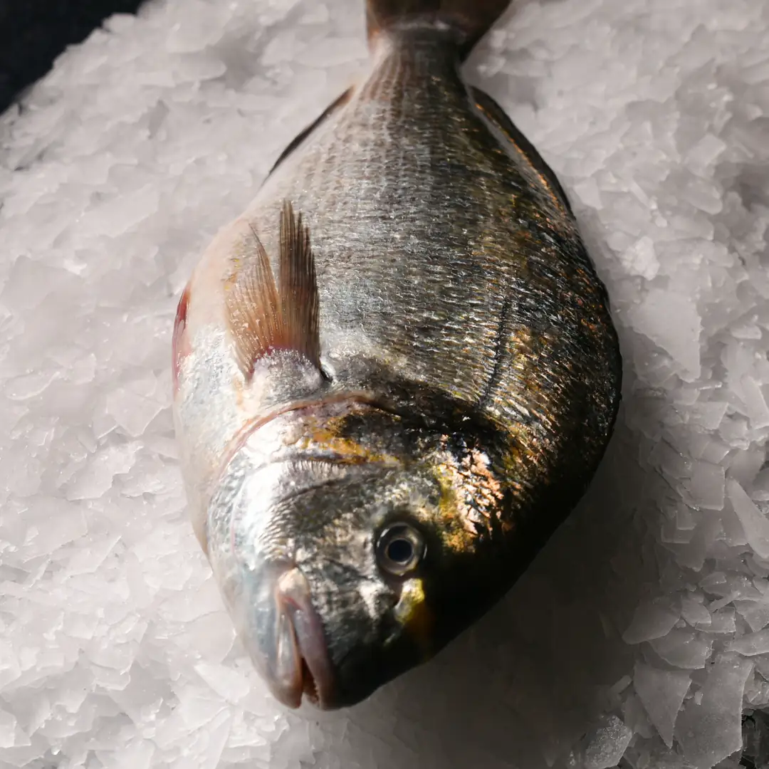 Çipura 600-800 Gr | İri ve Etli Çipura | Balıkhanem