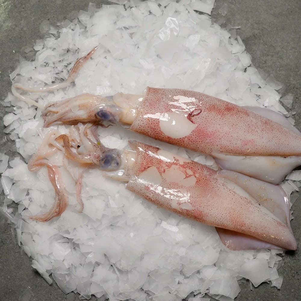 Baby Kalamar Kg | Balıkhanem | Online Taze Balık Satışı