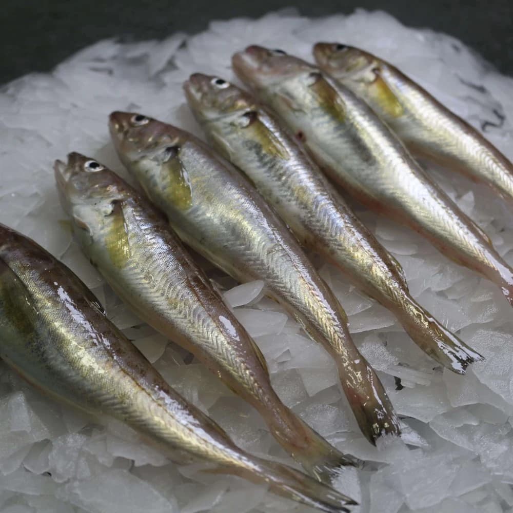 Mezgit Çok İri Taze 1 Kg | Balıkhanem | Online Taze Balık Satışı