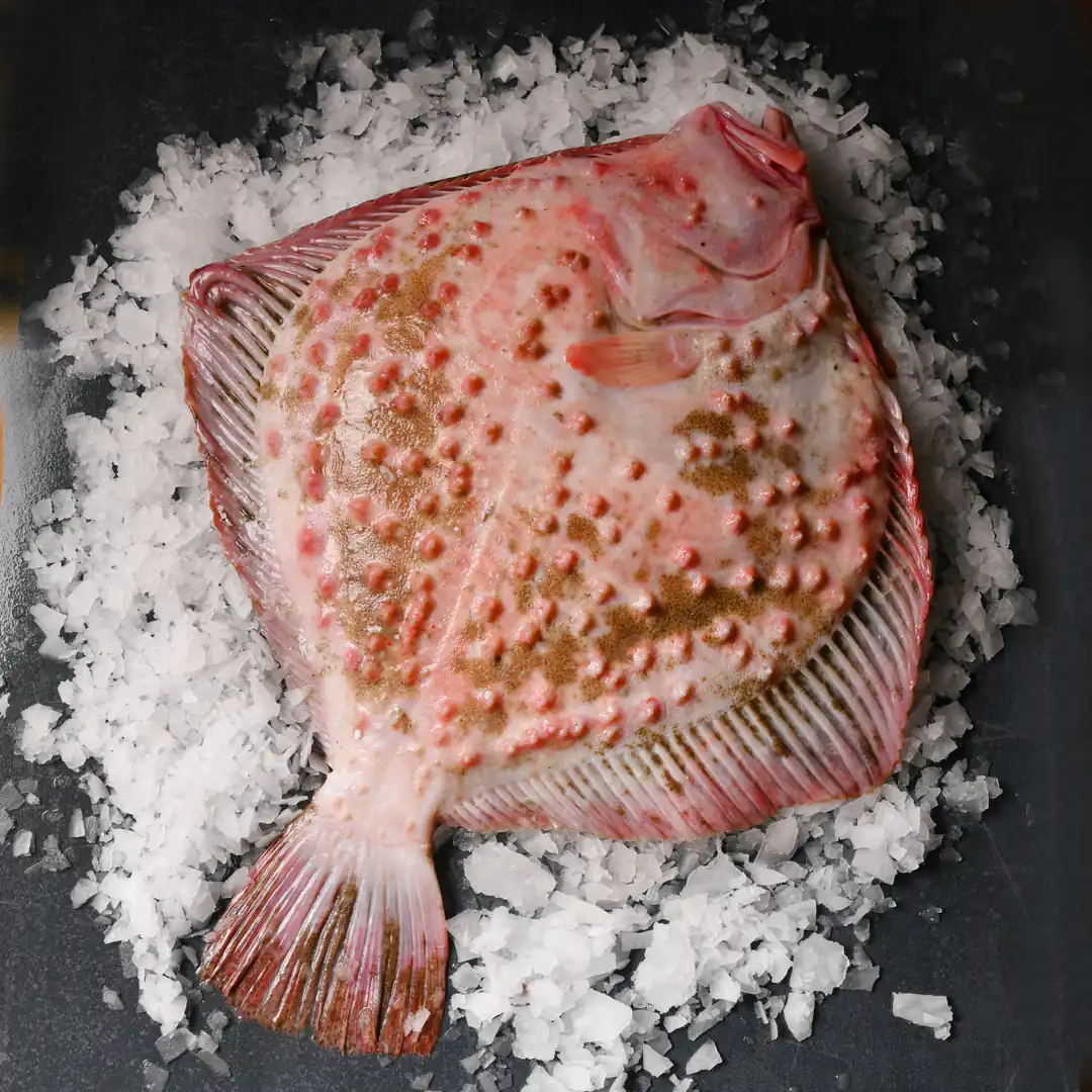 Kalkan Balığı | Karadeniz’in Gurme Lezzeti | Balıkhanem