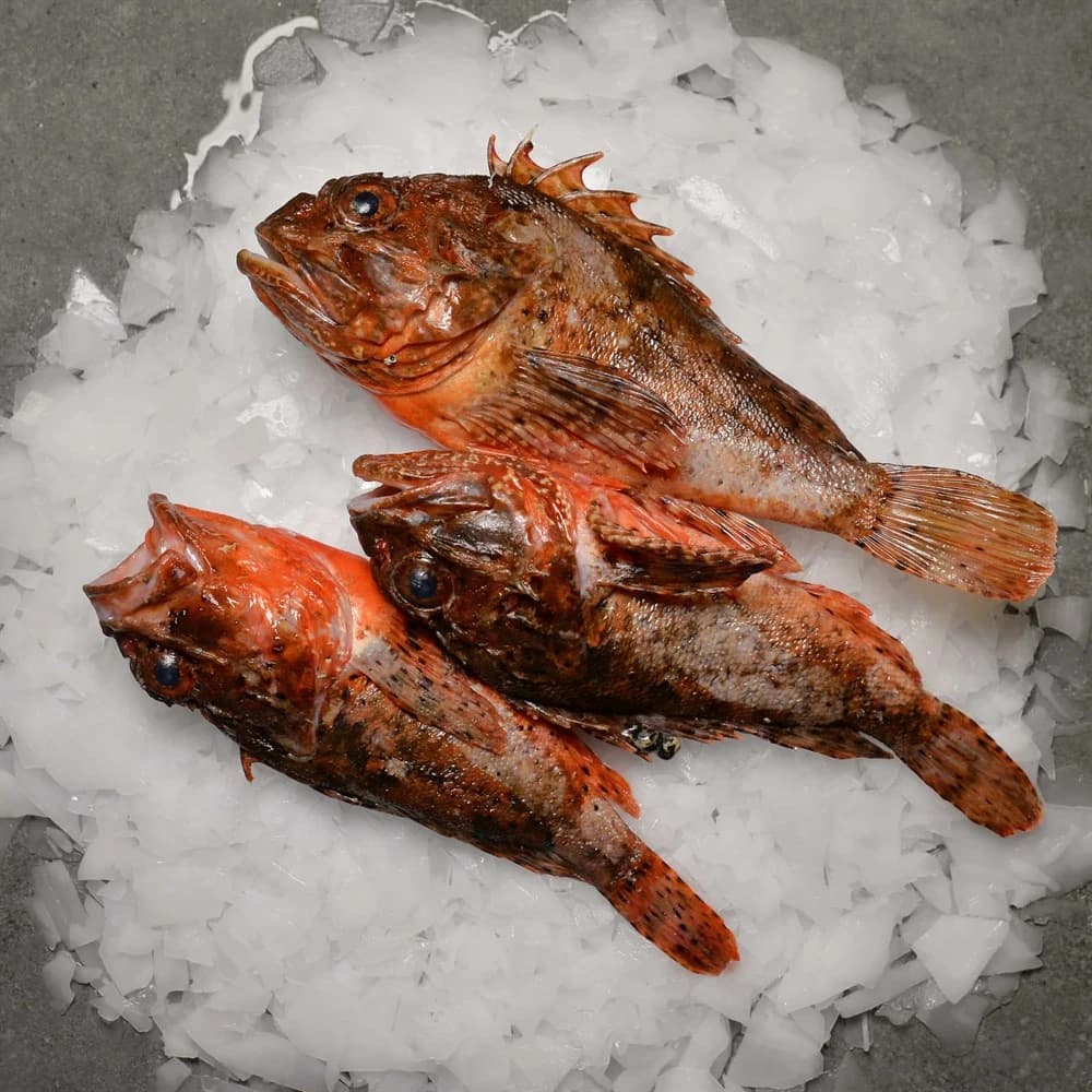 İskorpit Balığı | Aromatik & Etli Lezzet | Balıkhanem