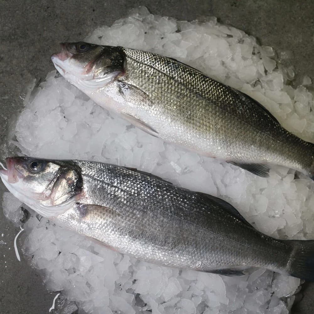 Levrek 400-600 Gr | Balıkhanem | Online Taze Balık Satışı