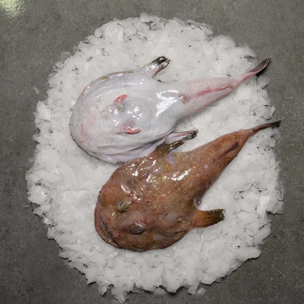 Fener Balığı Kg | Balıkhanem | Online Taze Balık Satışı