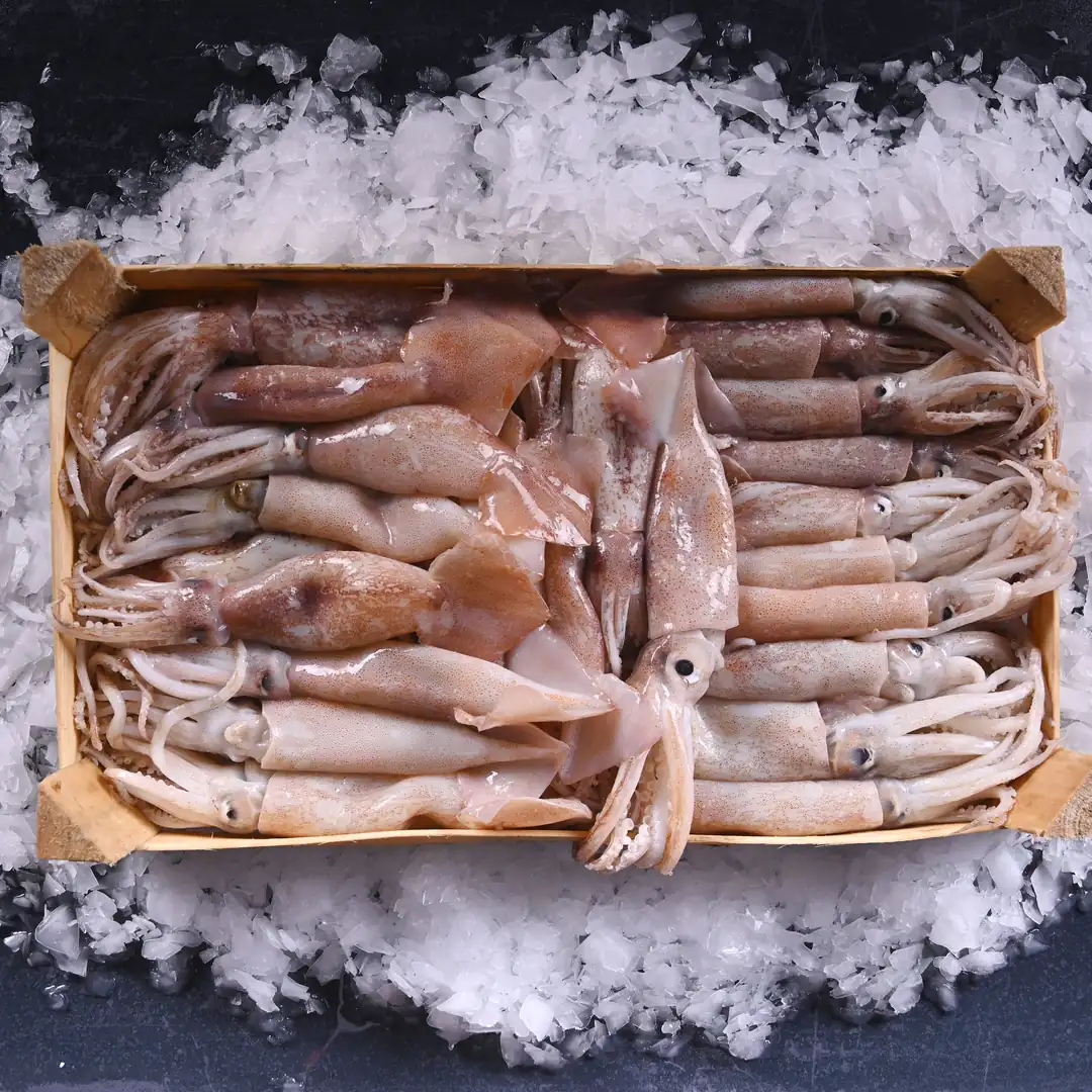 BÜLBÜL KALAMAR KASA 3 Kg'lık | Balıkhanem | Online Taze Balık Satışı