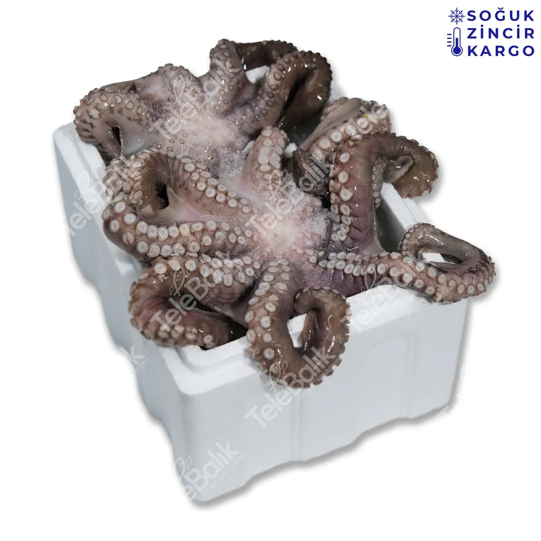 Ahtapot 2KG - 3KG | TeleBalık