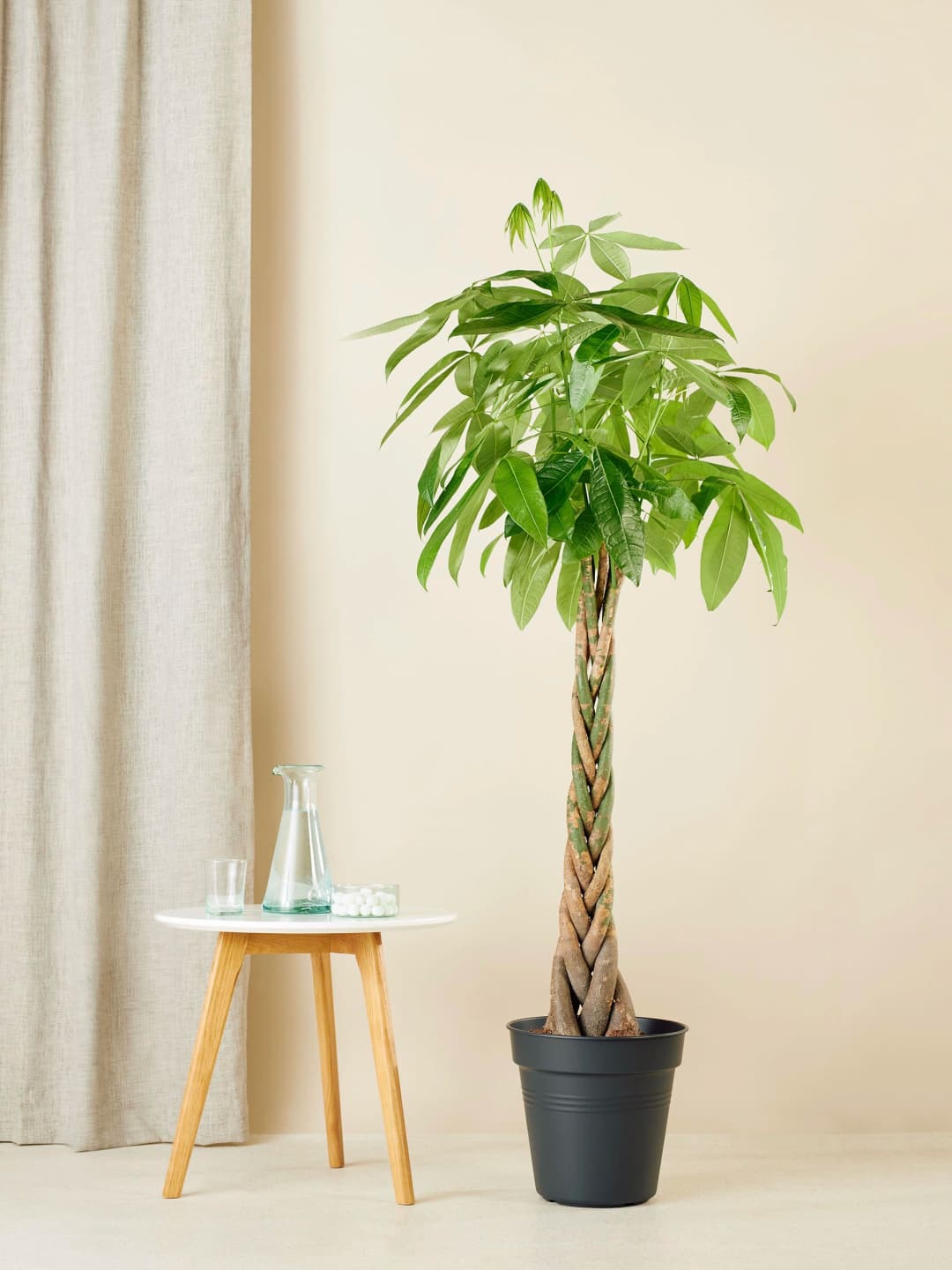Pachira 100-110 cm