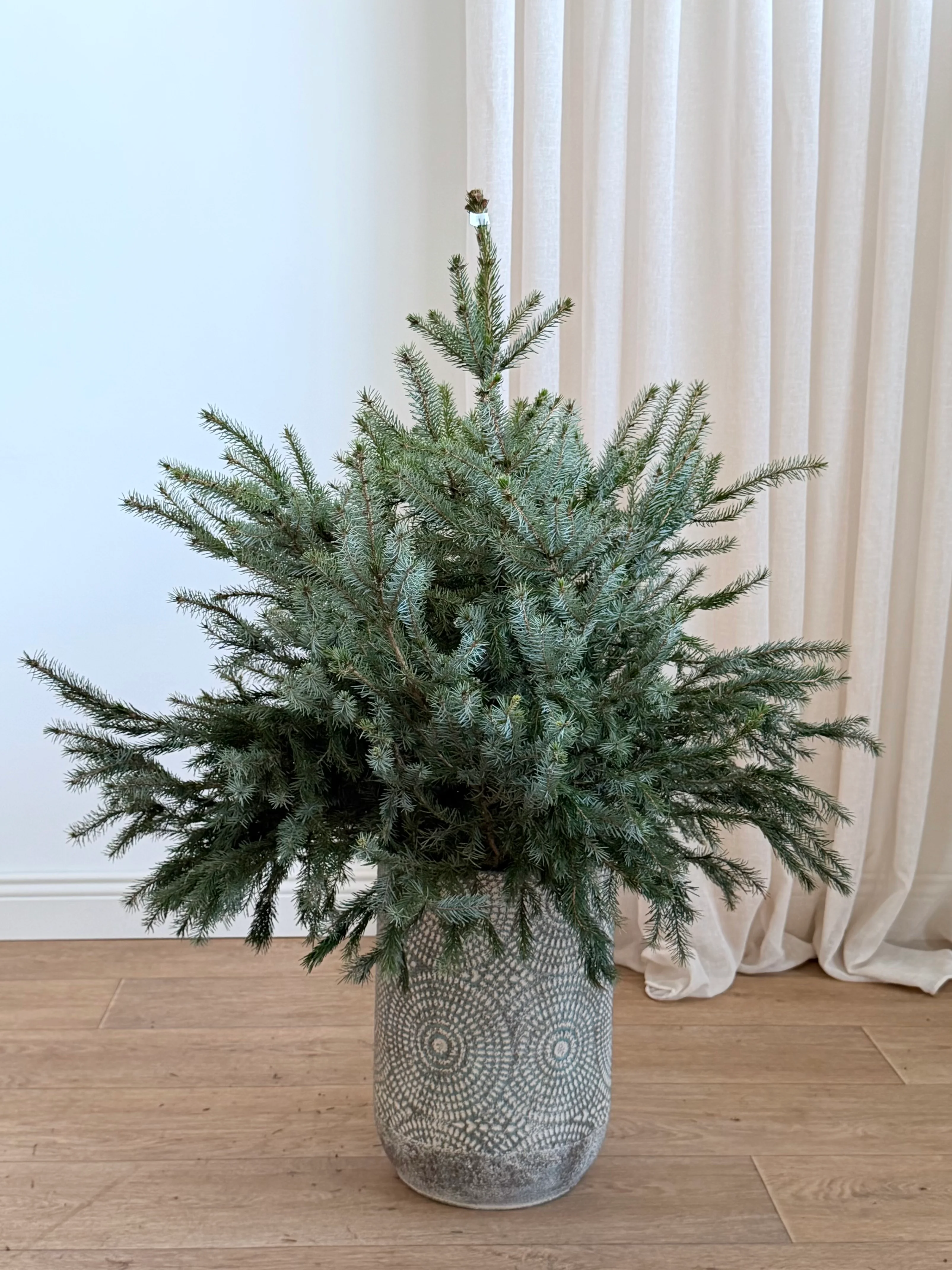 Picea Amorica Çam 90-100 cm (Yılbaşı Koleksiyonu)