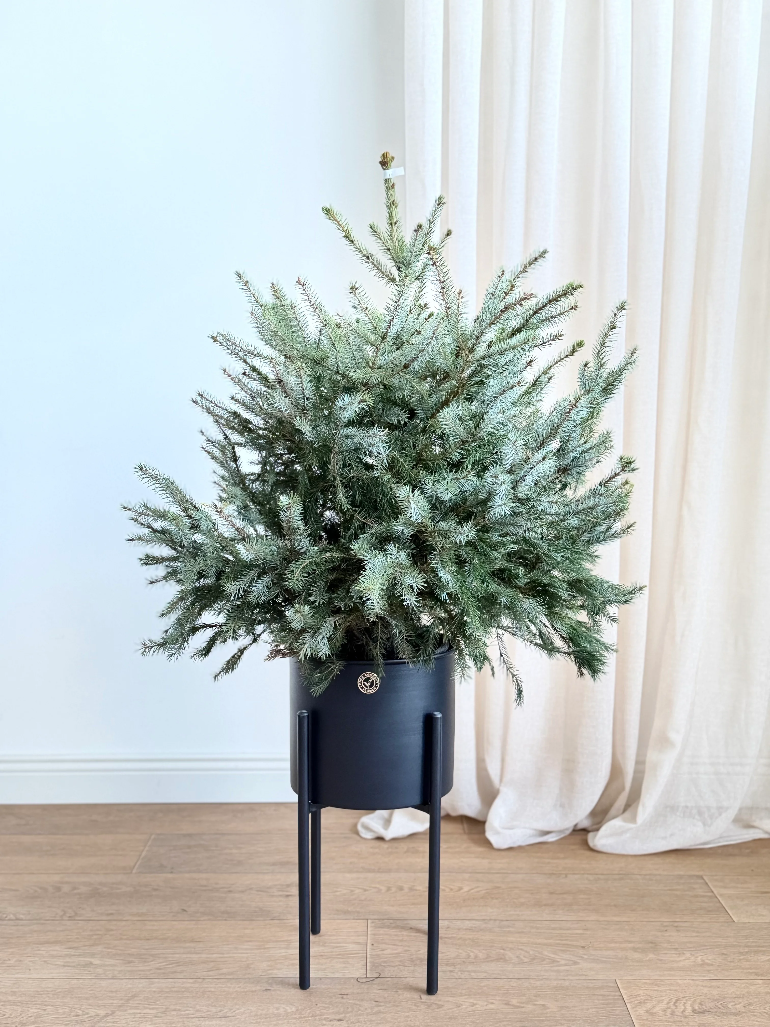 Picea Amorica Çam 90-100 cm (Yılbaşı Koleksiyonu)