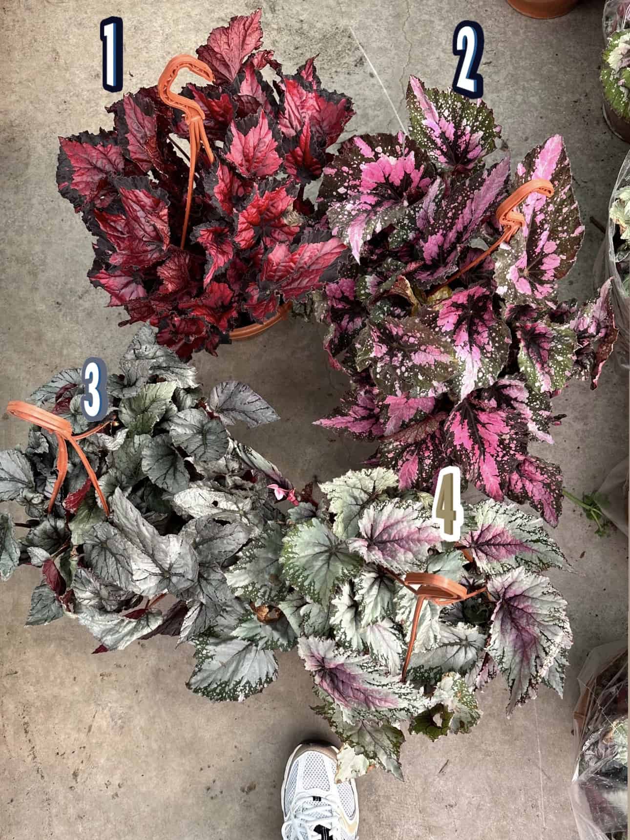 Reks begonia 22 cm büyük boy askılı saksıda