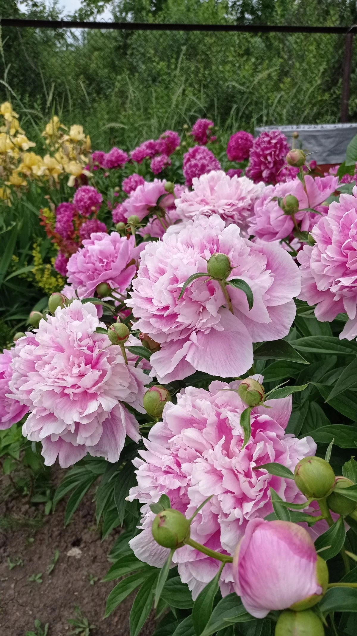 İthal Ağaç Şakayık (Tree Peony - Paeonia Suffruticosa) - Özel Tür