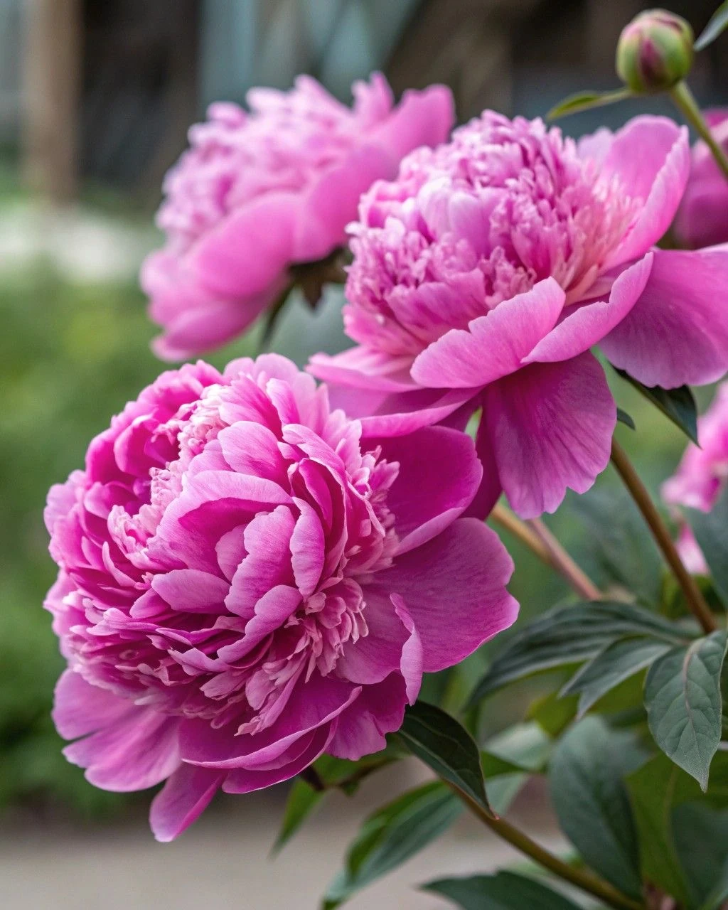 İthal Ağaç Şakayık (Tree Peony - Paeonia Suffruticosa) - Özel Tür