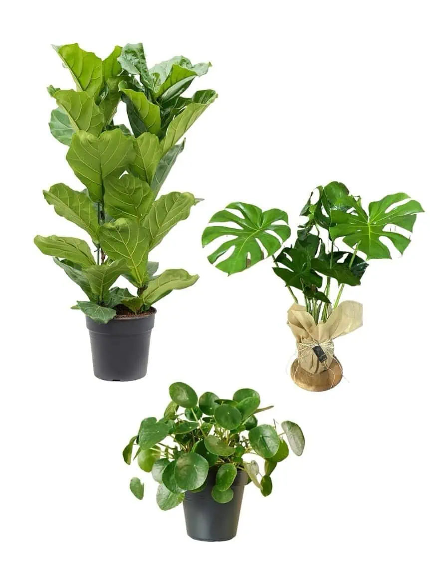 Bakımı Kolay Bitki Seti ( 120 cm çift köklü lyrata-monstera 60-70 cm-pilea)