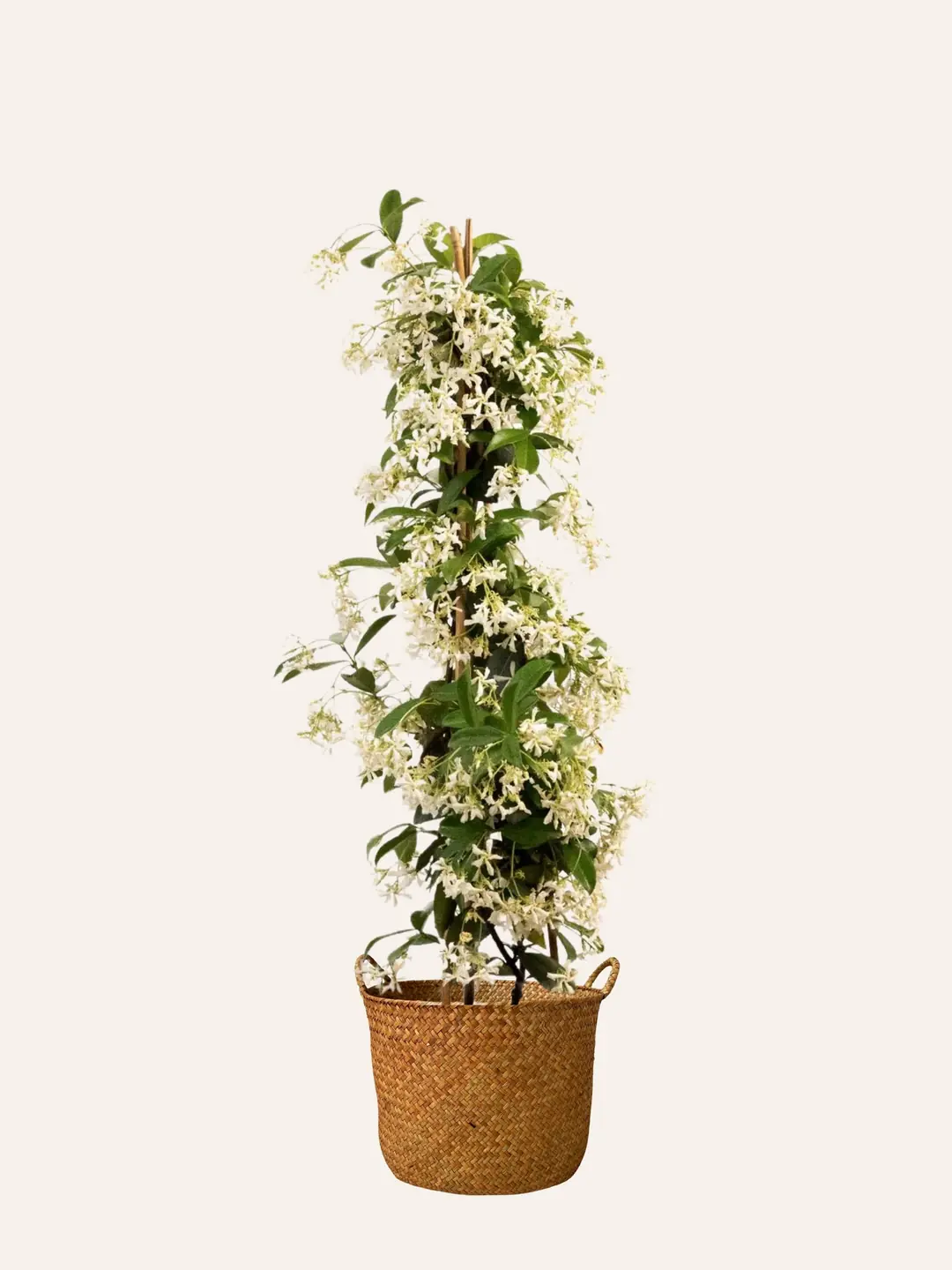 Yasemin (Jasminum Polyanthum )çiçeği 80-100 cm