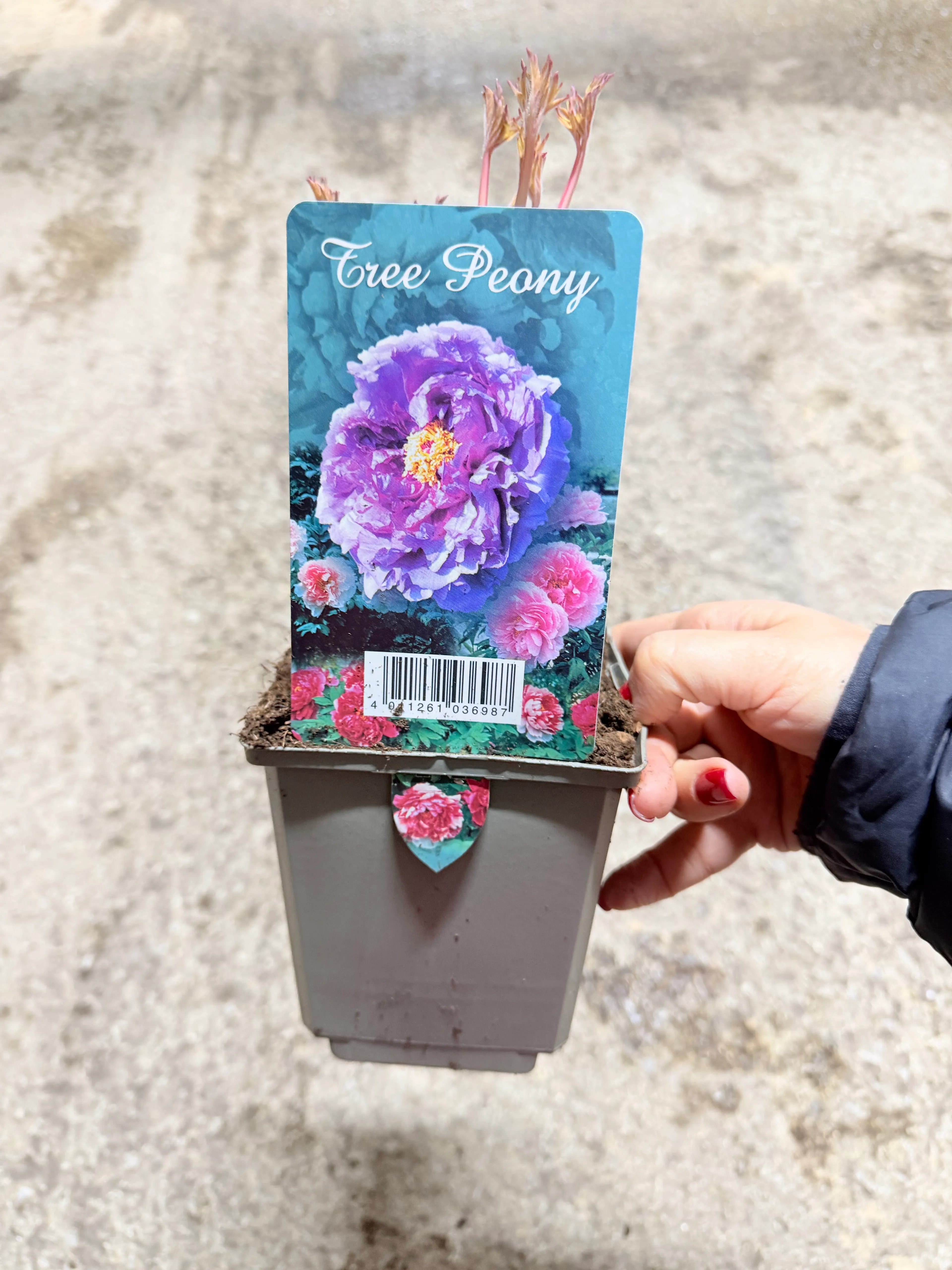 İthal Ağaç Şakayık (Tree Peony - Paeonia Suffruticosa) - Özel Tür