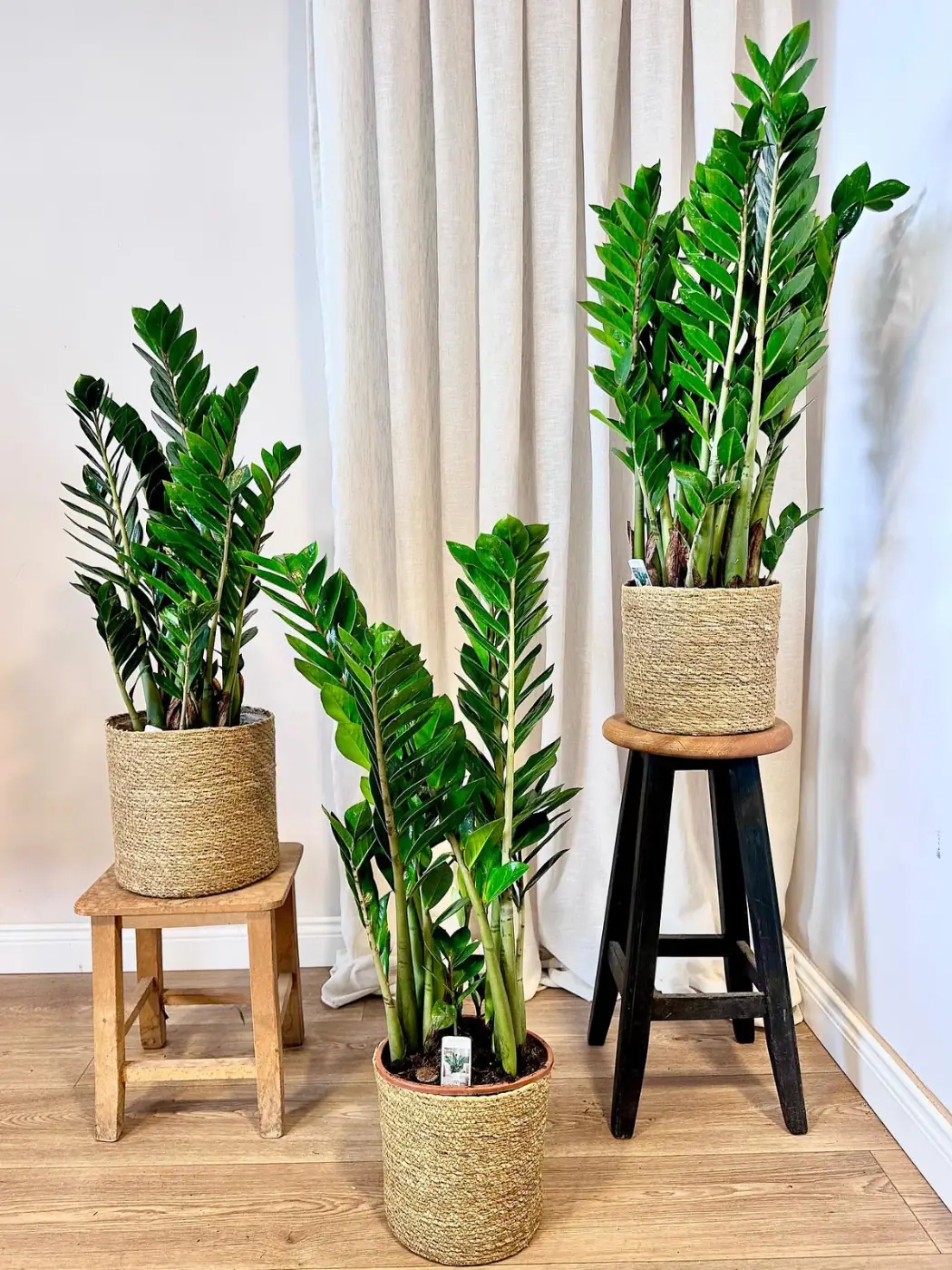 70 cm Zamia büyük boy