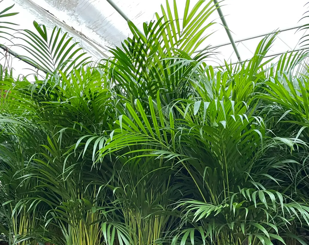 Areka Palmiyesi | Salon ve Ofis Bitkileri – Cool Concept Flower