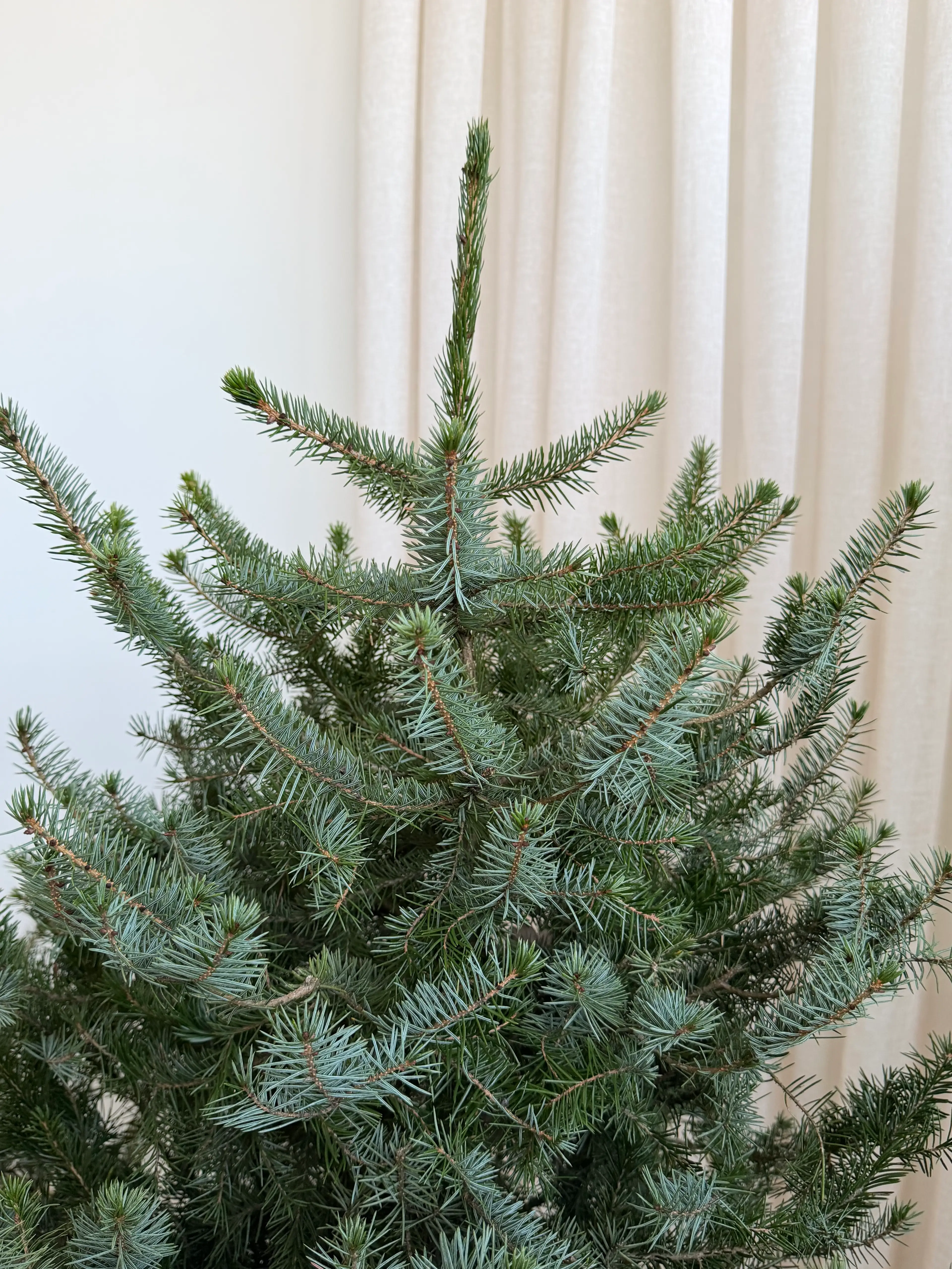 Picea Amorica Çam 90-100 cm (Yılbaşı Koleksiyonu)