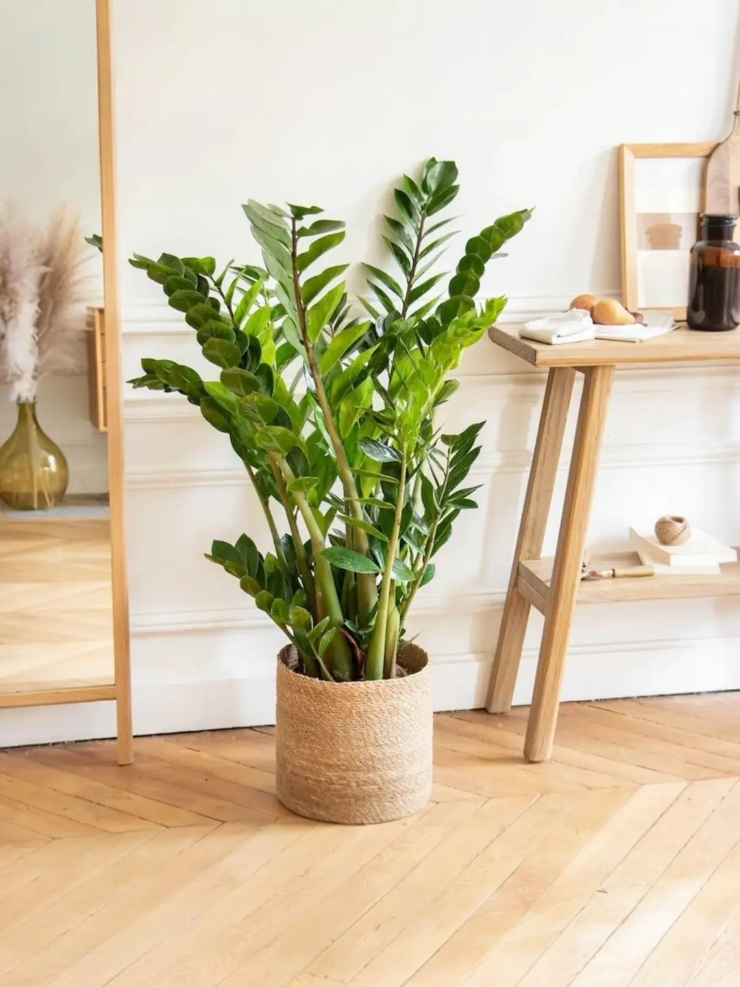 Zamia 80 cm