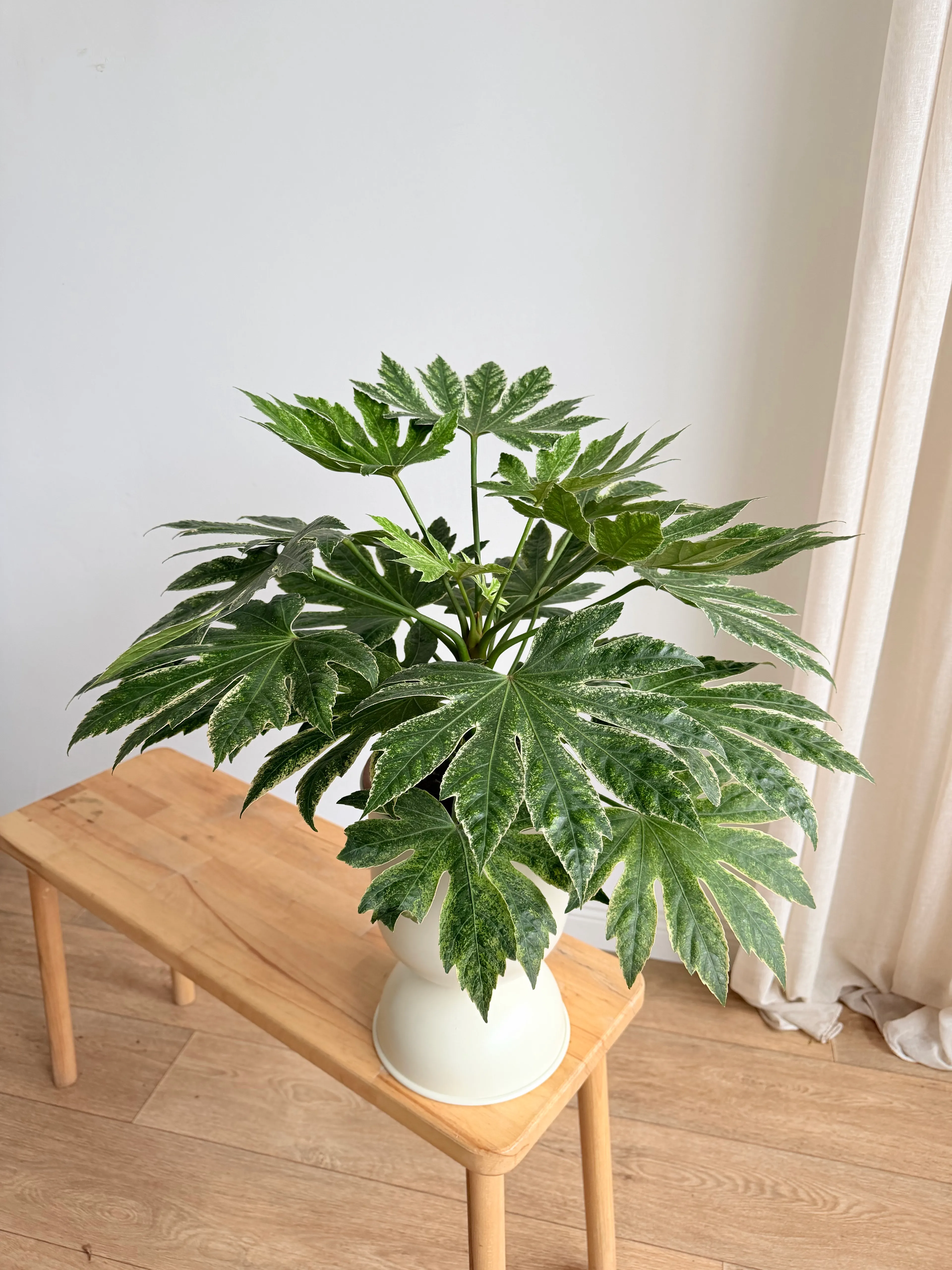 Japon Aralya (Fatsia Japonica Variegata) | Dekoratif Büyük Yapraklı ...