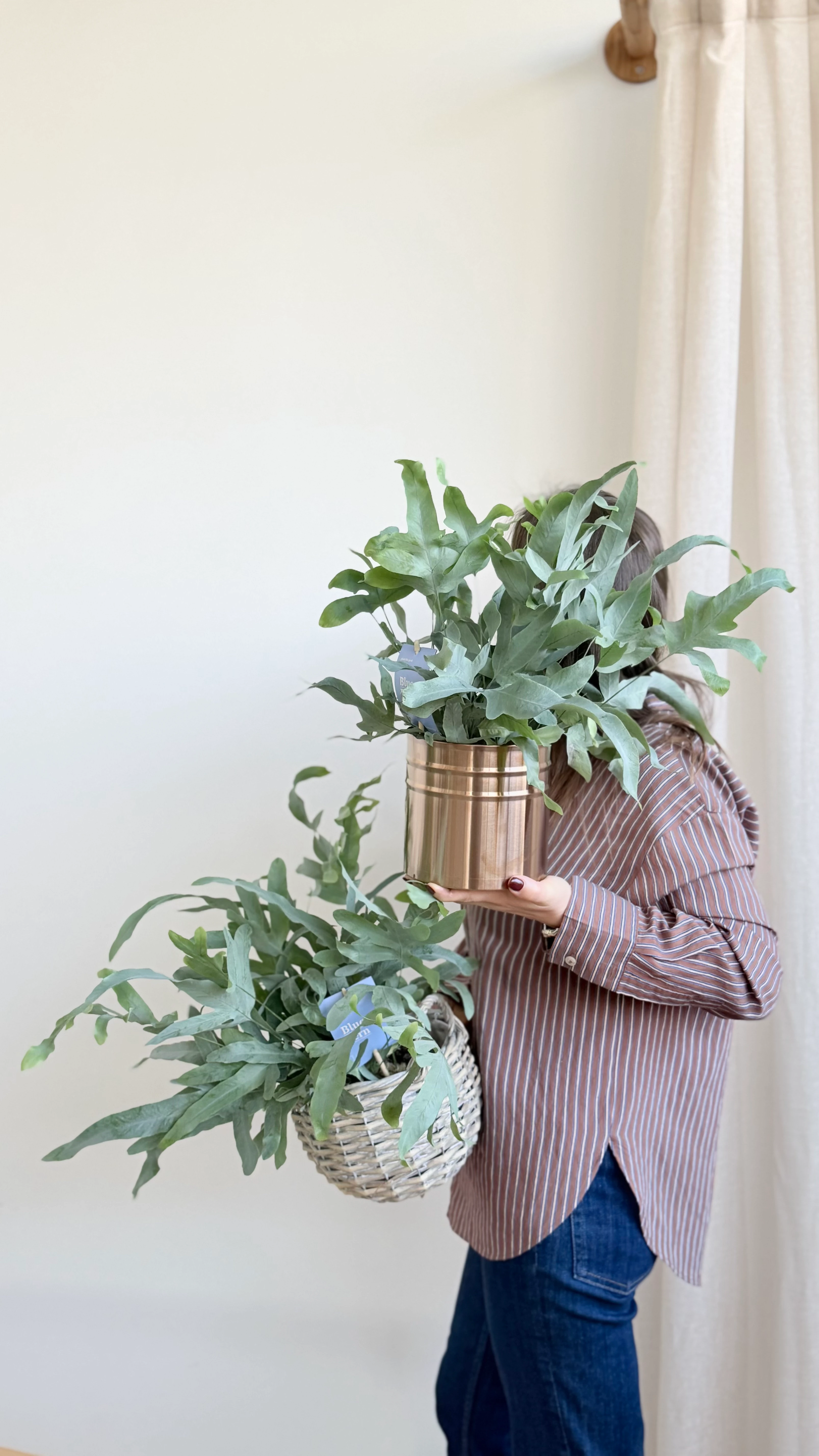 Blue Star Fern (Phlebodium aureum) – Dekoratif Salon Eğrelti Otu