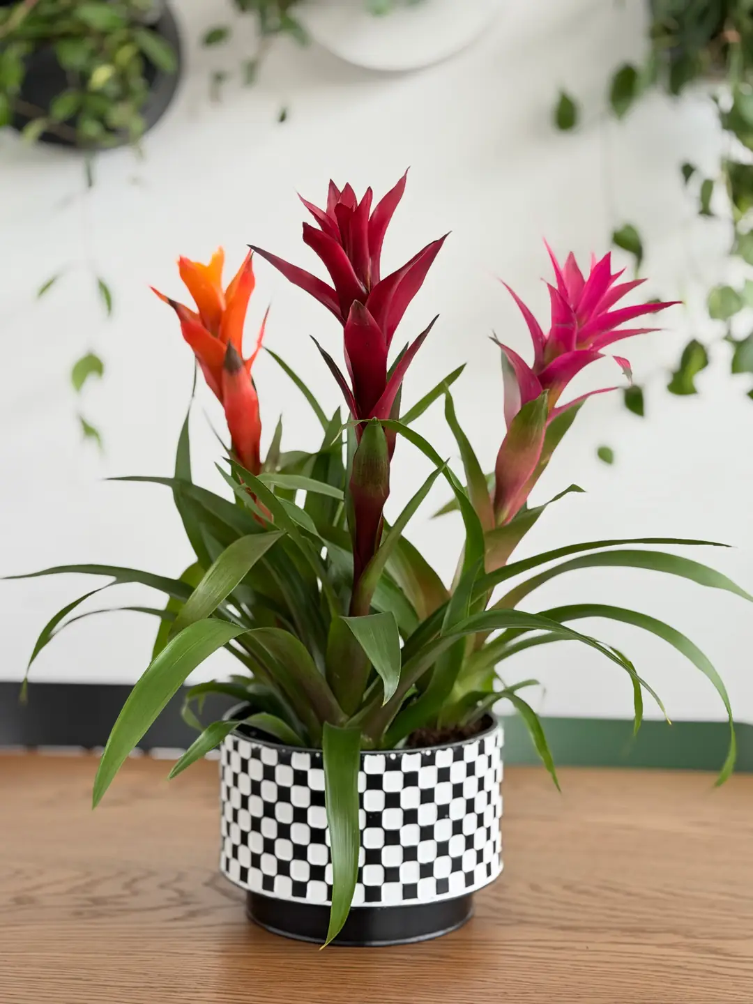 Guzmanya (Guzmania) Üçlü Premium Arajman