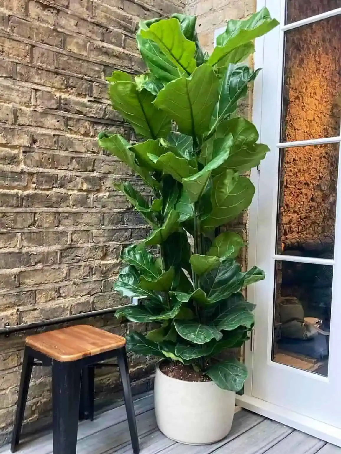 Ficus Lyrata 140-150 cm üç köklü