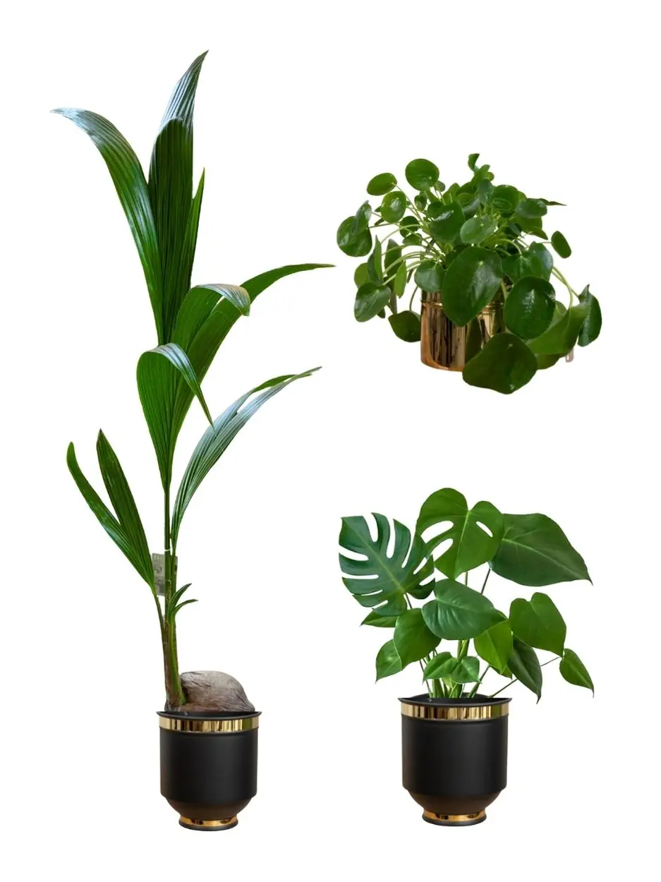 Üçlü Popüler Bitki Seti (Cocos Palm, Monstera & Pilea Peperomioides)