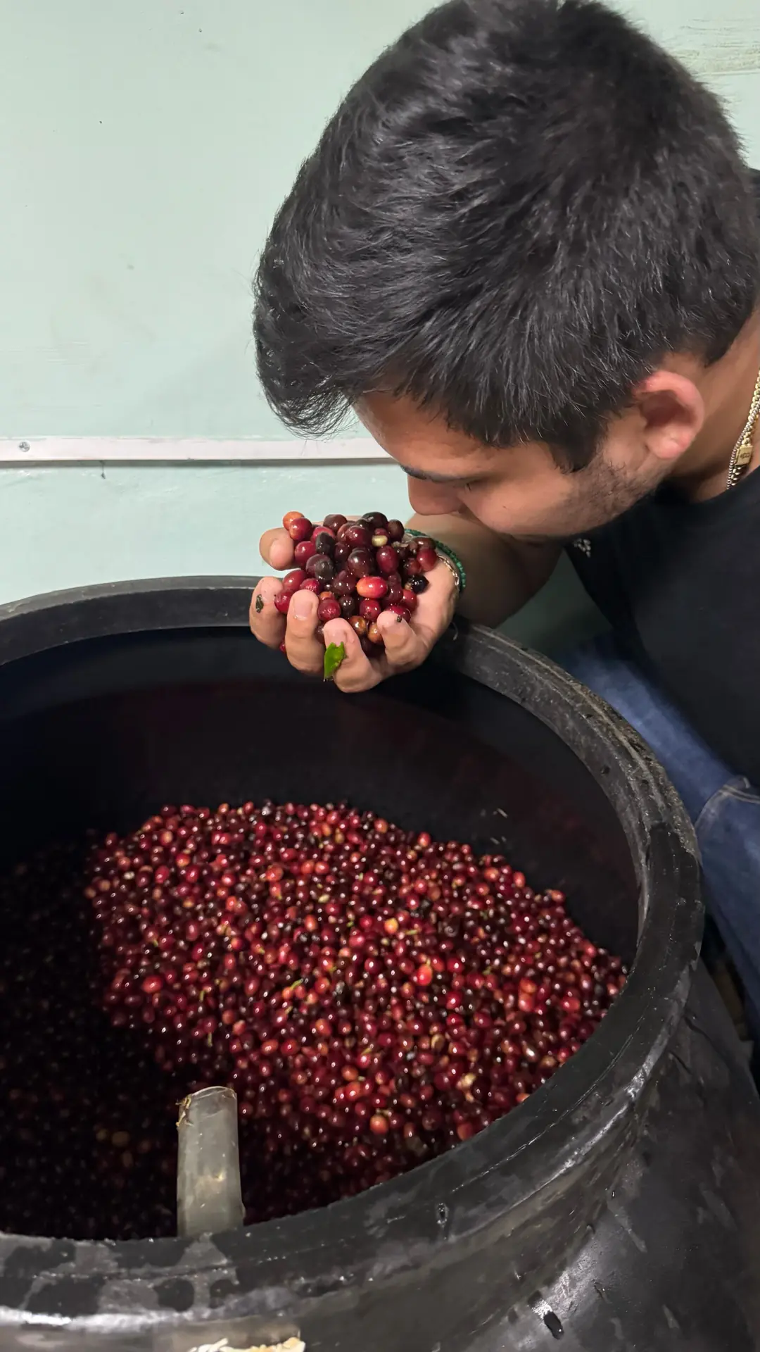 Panama Chevas Gesha Venus