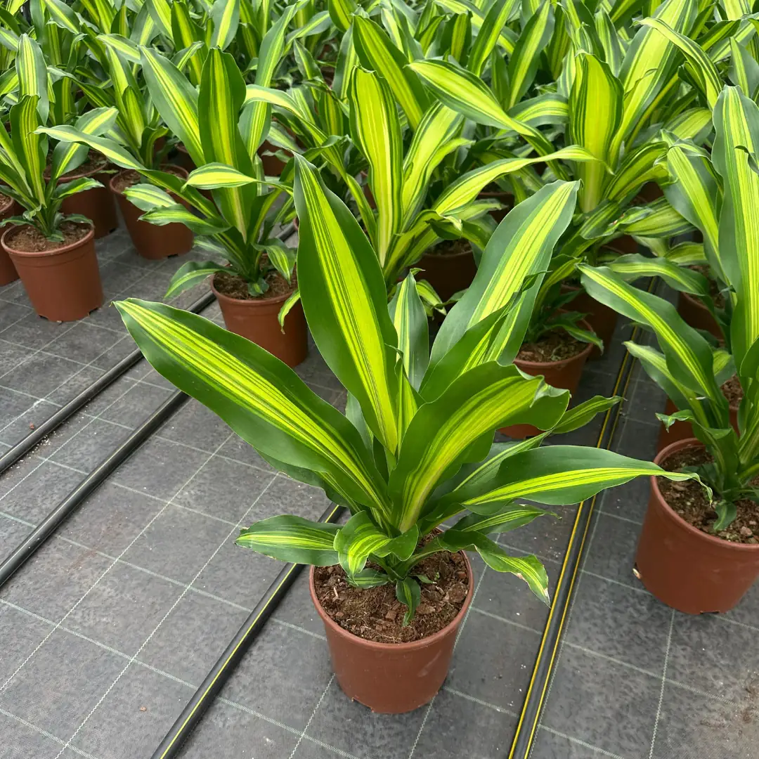 Dracaena Fragrans Massangena 40-60 cm