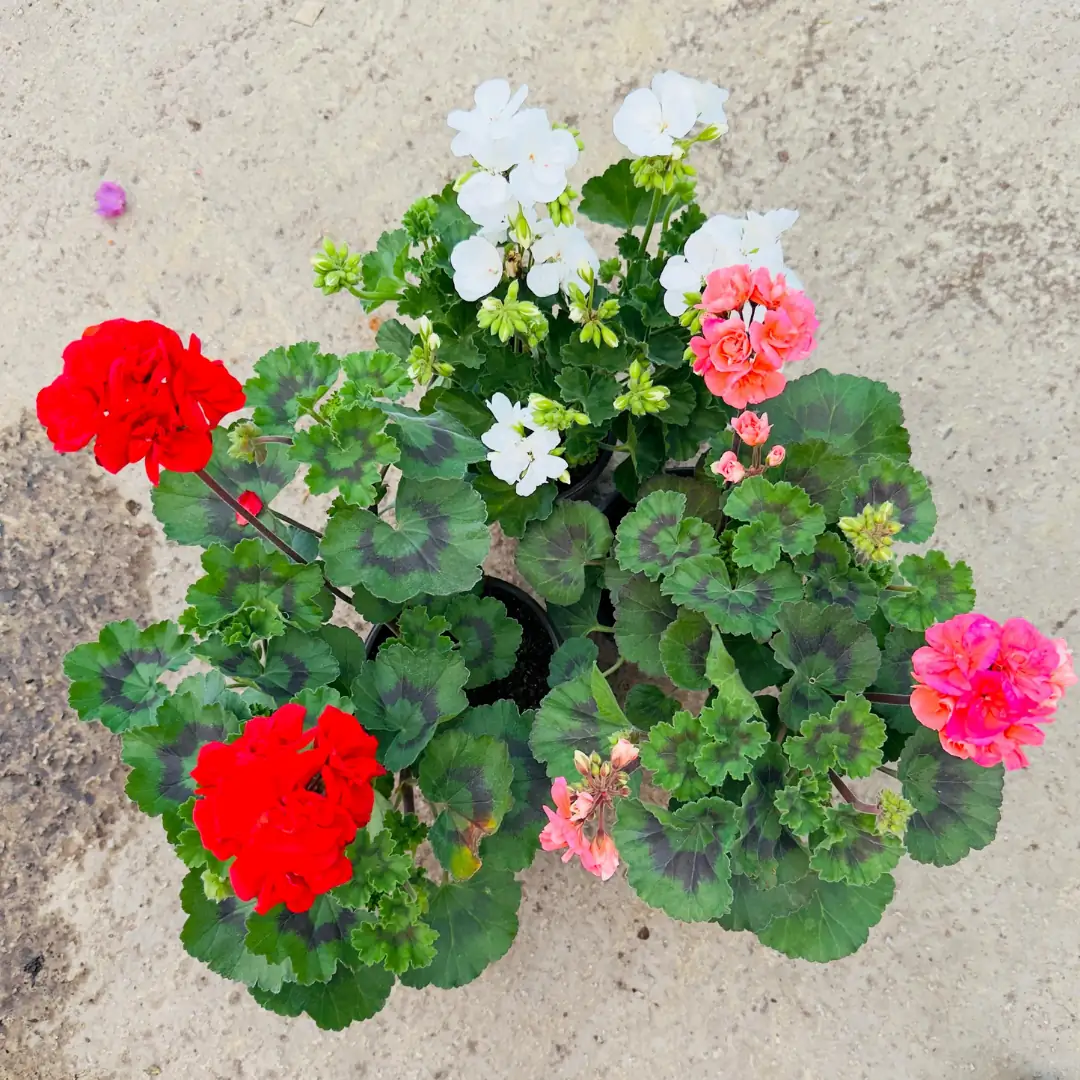 Sardunya Çiçeği Üçlü Set