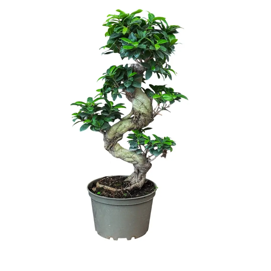Bonsai Ficus S Shape 70-80Cm
