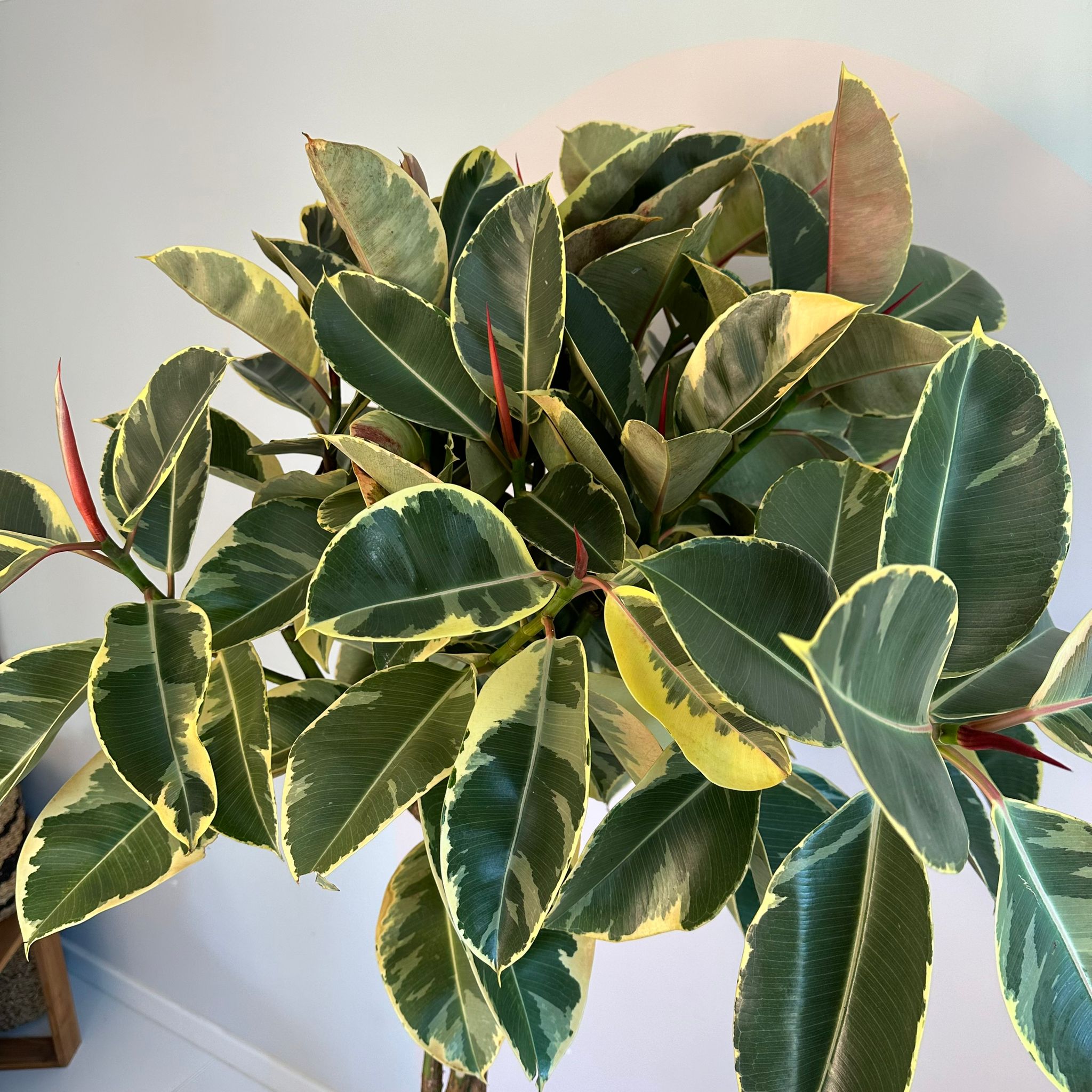 Anaç Form Ficus Elastica Tineke Ağaç Formunda