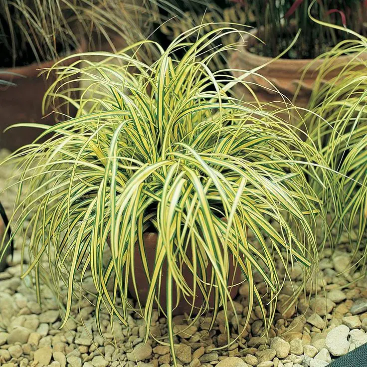 Carex Evergold (Kareks)