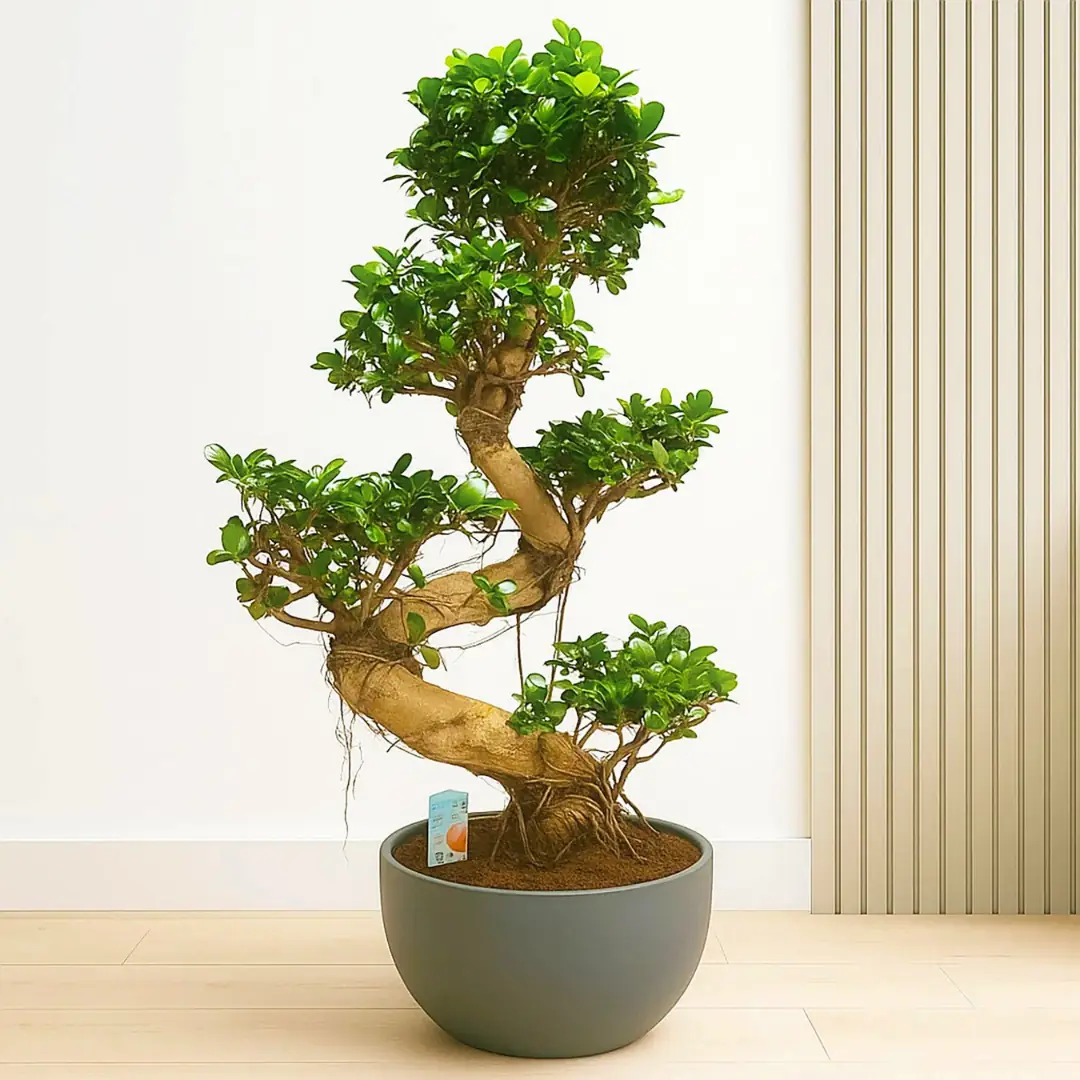 Bonsai Ficus S Shape 70-80Cm