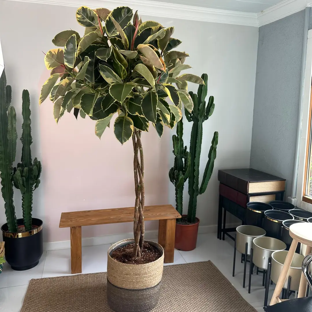 Anaç Form Ficus Elastica Tineke Ağaç Formunda