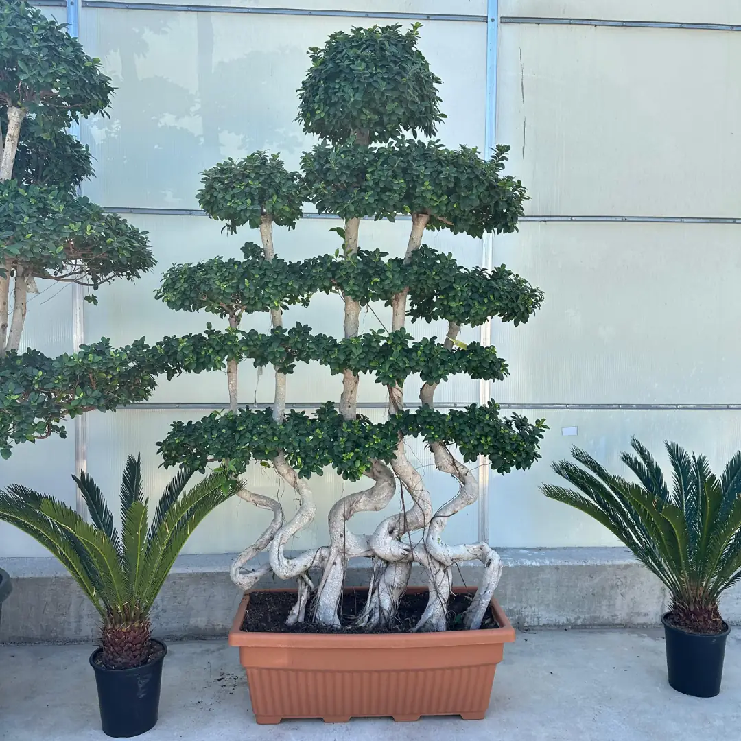 Bonsai Ficus S Shape 250-300 cm XXXL