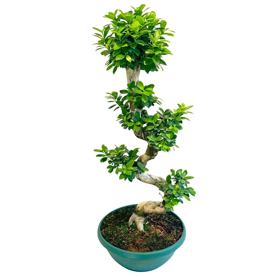 Bonsai Ficus S Shape 120-130 cm XL